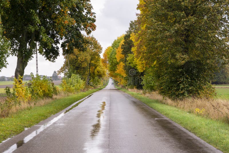 Road among Trees on a Wet Autumn Day in the Sunshine after Rainfall ...