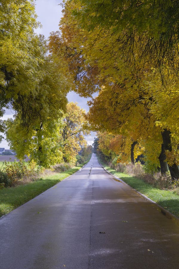 Road among Trees on a Wet Autumn Day in the Sunshine after Rainfall ...