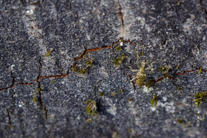 Crack in Tree Log Beetle Crawling Around Stock Photo - Image of ...