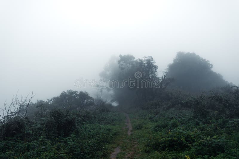 Road in a Tropical Forest,the Road into the Tropical Humid Forest Stock ...