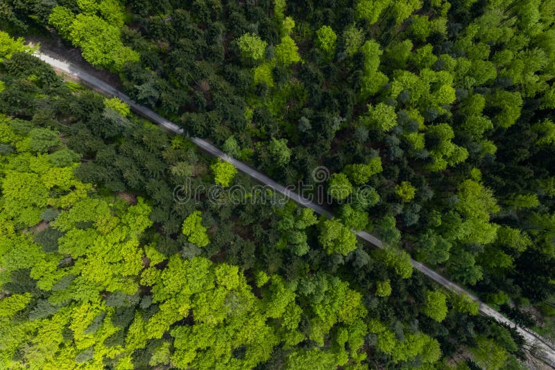 Road Trough Lush Green Forest, Aerial Drone View Stock Image - Image of ...