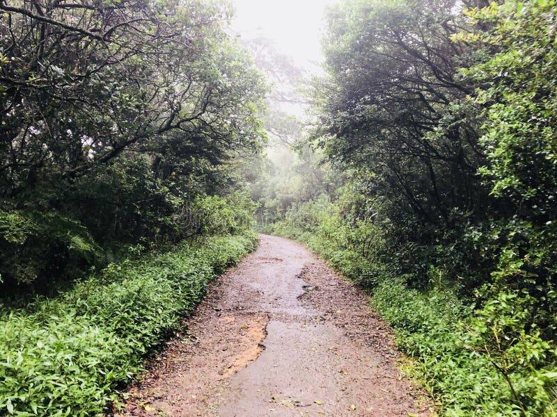 Misty Firest Stock Photos - Free & Royalty-Free Stock Photos from ...