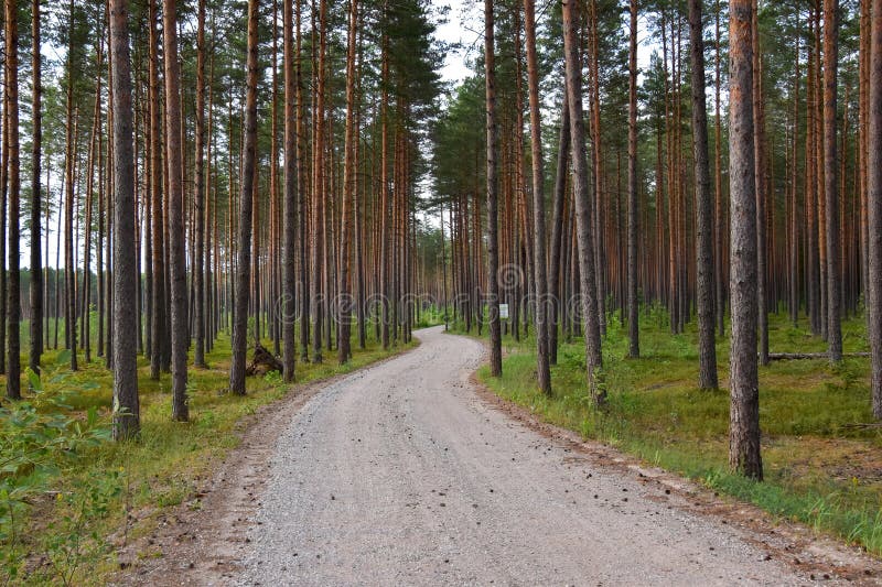 Road Trought Pine Trees. Road To Heaven Stock Image - Image of country ...