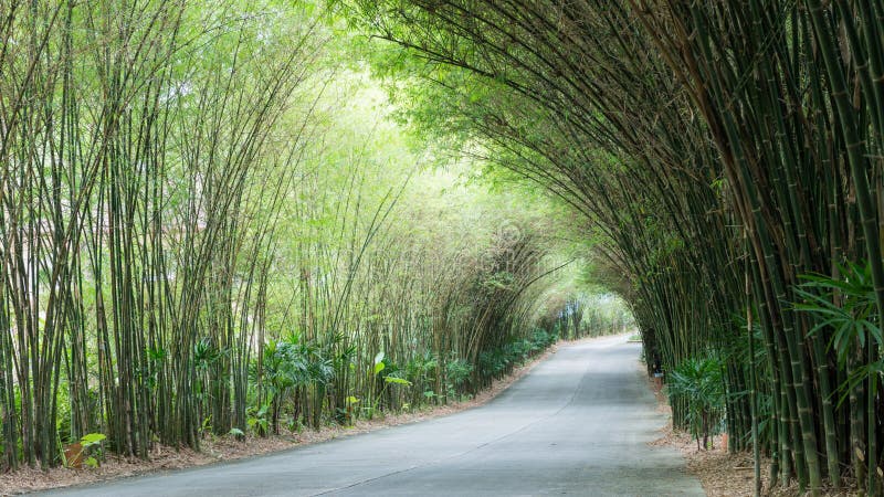 Tunnel bamboo trees. stock image. Image of border, east - 81956831