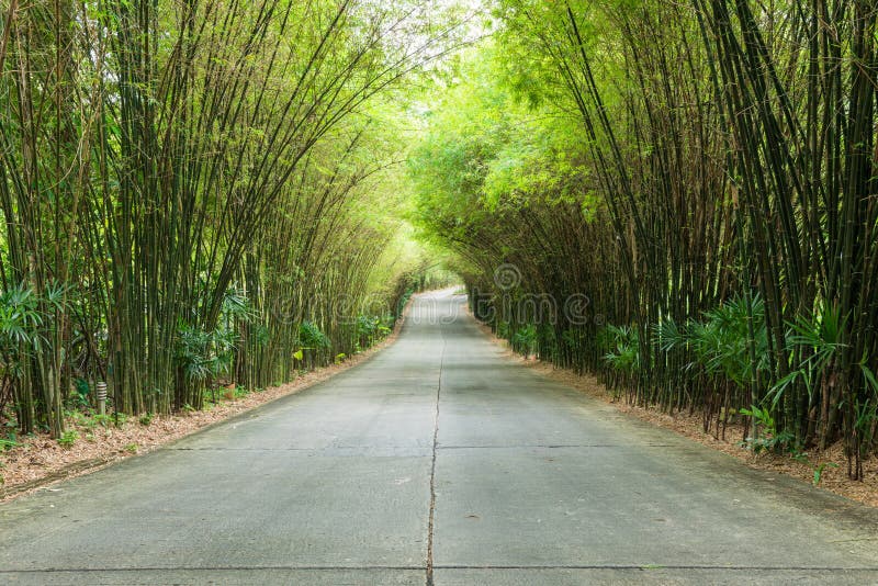Road through Tunnel of Bamboo Stock Image - Image of ecology, thailand ...