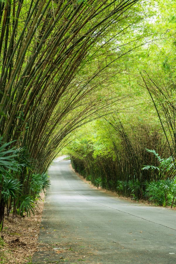 Road through Tunnel of Bamboo Stock Image - Image of scenery, plant ...