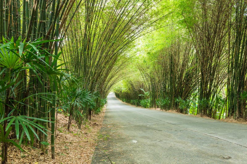 Road through Tunnel of Bamboo Stock Image - Image of ecology, walkway ...