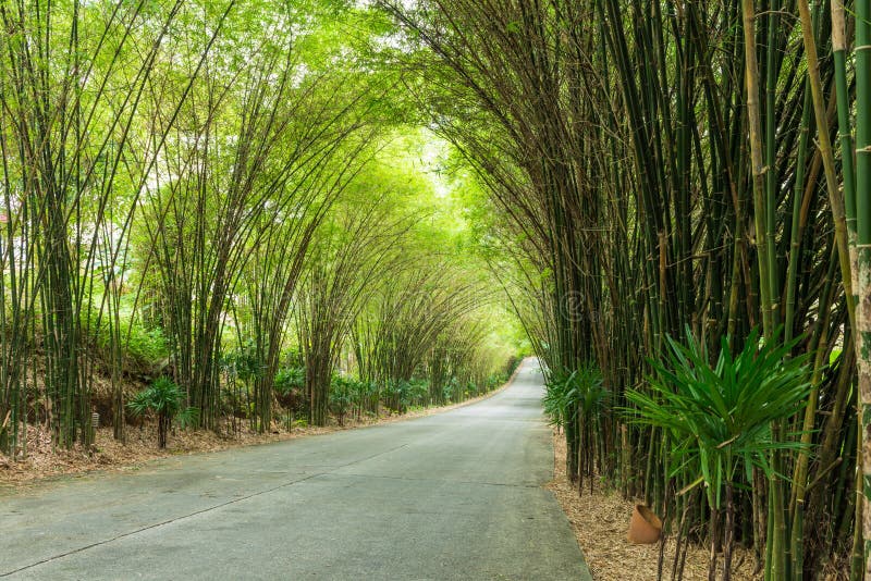 Road through Tunnel of Bamboo Stock Image - Image of ecology, walkway ...