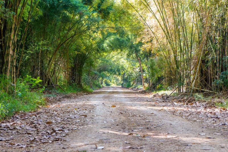 Road through Tunnel of Bamboo Tree Forest Stock Image - Image of garden ...