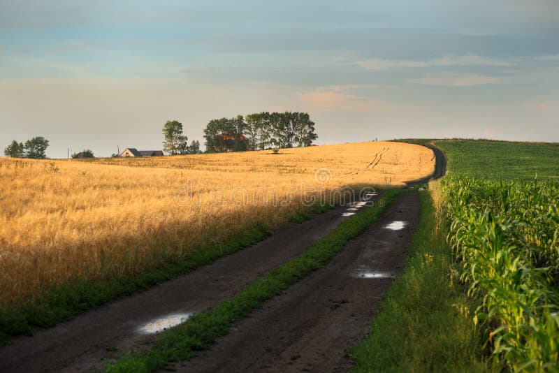 Road between two fields stock photo. Image of rural, cereal - 84121462