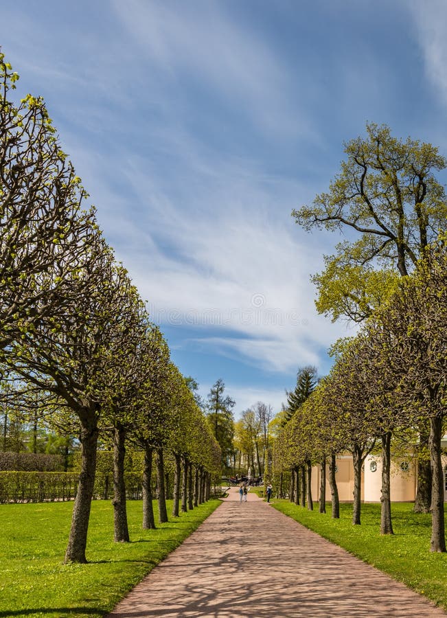 A Road Through Two Rows Of Trees Stock Photo - Image of city, lane ...