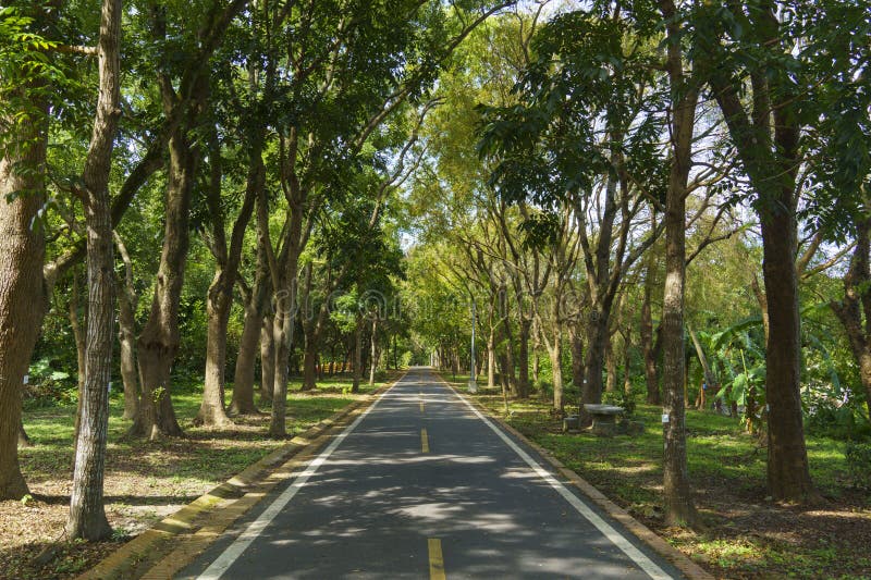 Road with Two Side Trees, Treelined Lane, Treelined Cycling Path Stock ...