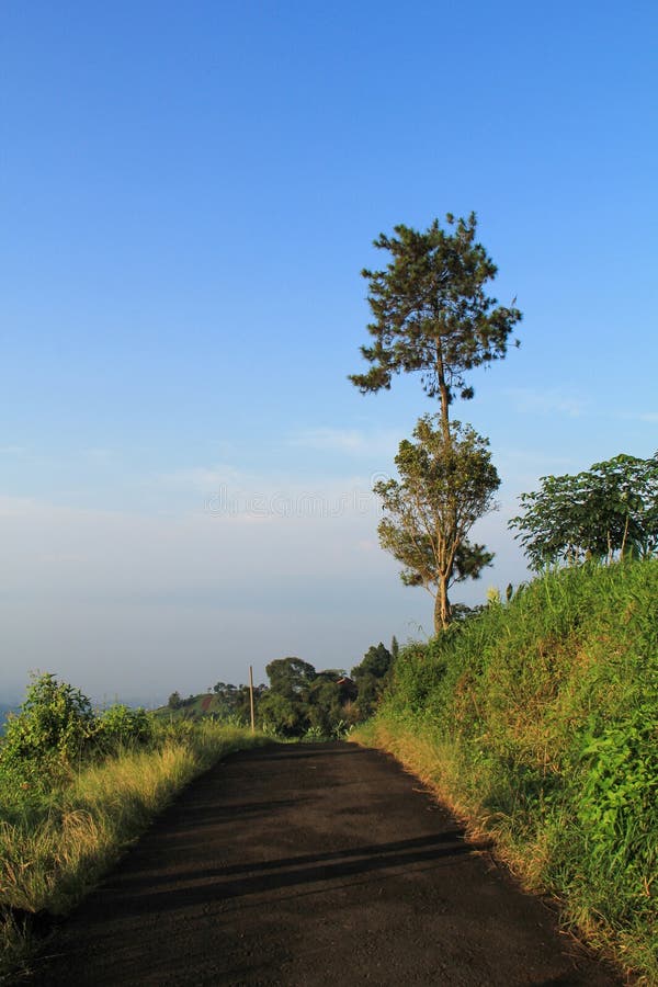 Road and Two Trees in the Morning Stock Image - Image of long, stretch ...