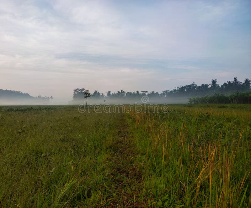 Unplanted Rice Field Stock Photos - Free & Royalty-Free Stock Photos ...