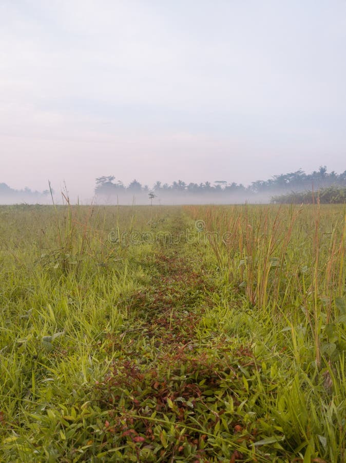 Unplanted Rice Field Stock Photos - Free & Royalty-Free Stock Photos ...