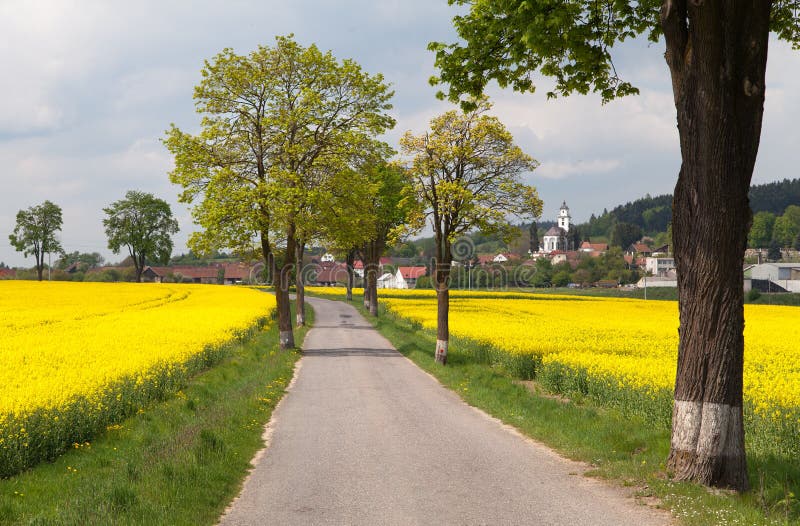 Road with Village , Lime Trees and Rapeseed Field Stock Image - Image ...