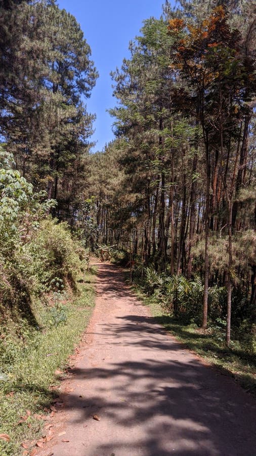 Road in the Village in the Middle of a Pine Forest Stock Photo - Image ...