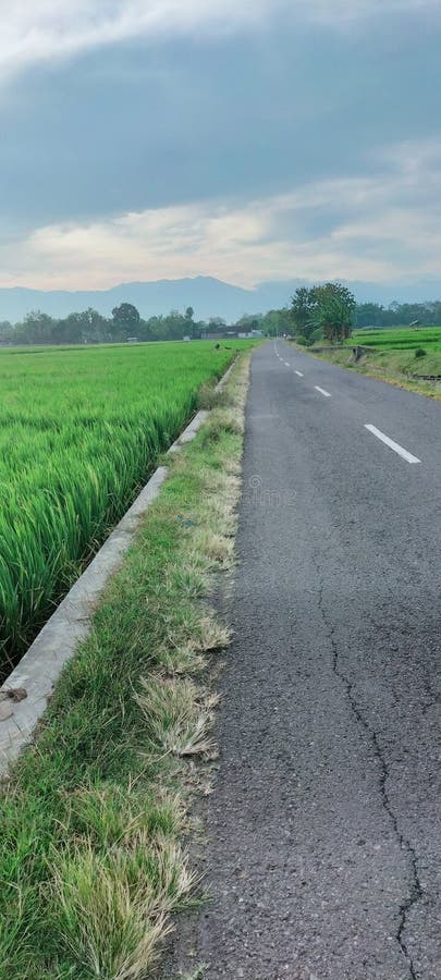 Road in a Village in the Morning Near Rice Fields Stock Image - Image ...
