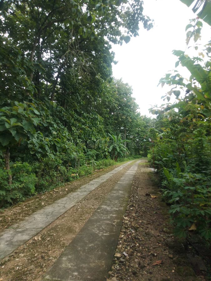 Road in a Village with Trees and Gras Stock Image - Image of trees ...