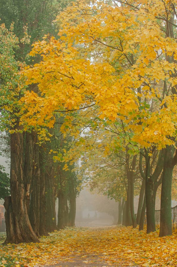 Road, way forward stock photo. Image of single, road - 190310464