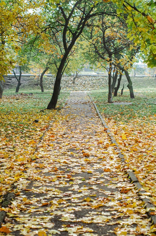 Road, way forward stock image. Image of empty, freeway - 190310805