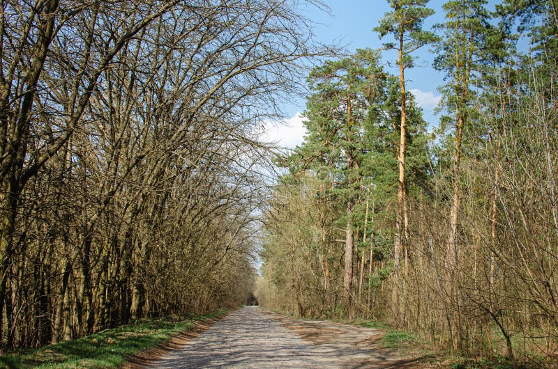 Road, way forward stock image. Image of mist, road, panoramic - 190310771