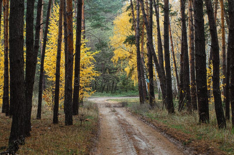 Road, way forward stock photo. Image of destination - 190311170