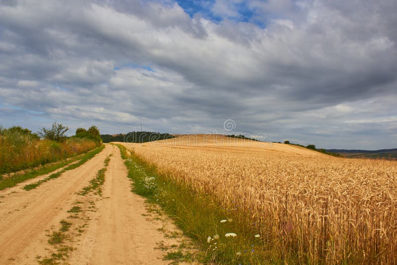 Road in a Wheat Field,side View of a Road with a Field of Wheat Up the ...