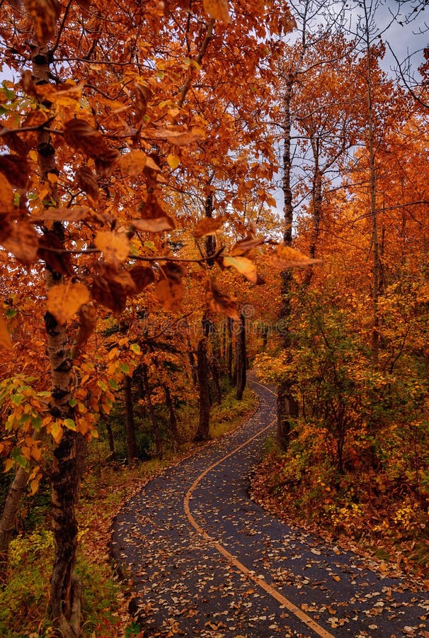 Road Winding through Orange Fall Trees Stock Image - Image of coloured ...