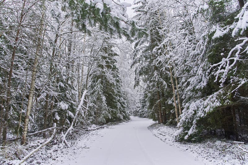 The Road Winds through a Dense Forest. Winter Landscape with Snow and ...