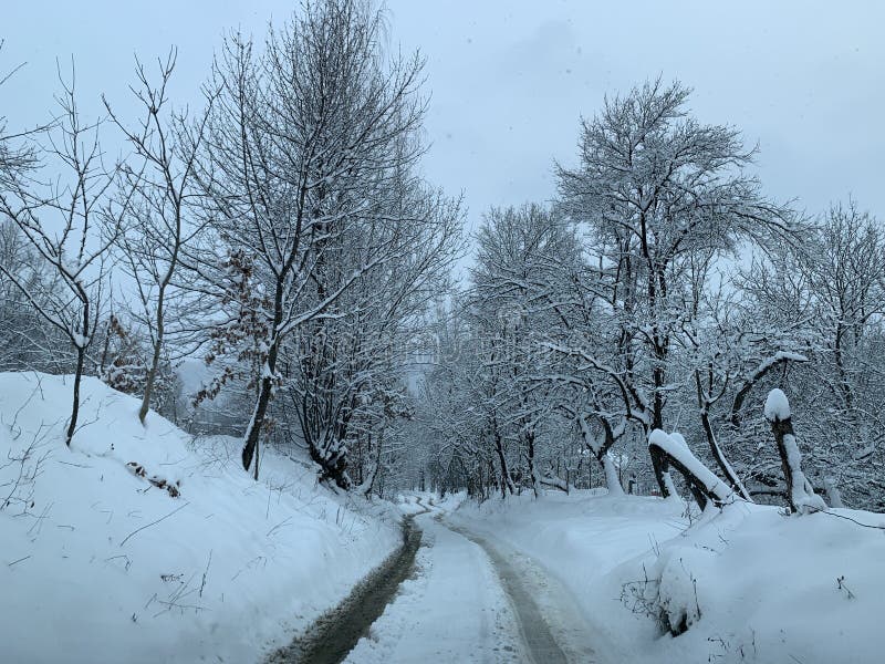 The Road through the Winter Forest. a Path in the Mountains Along a ...
