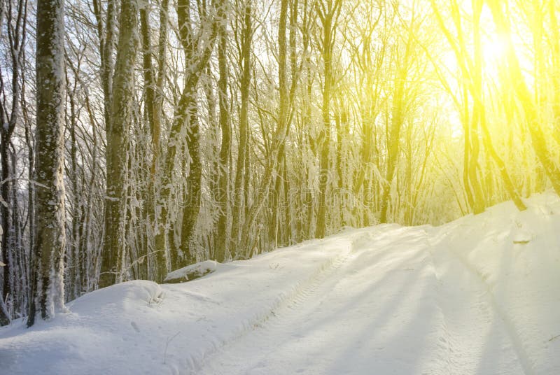 Road through the Winter Snowbound Forest at the Sunny Day Stock Photo ...