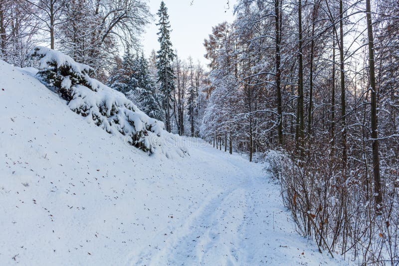 The Road through the Winter, Snowy Forest. Trees in the Snow Stock ...