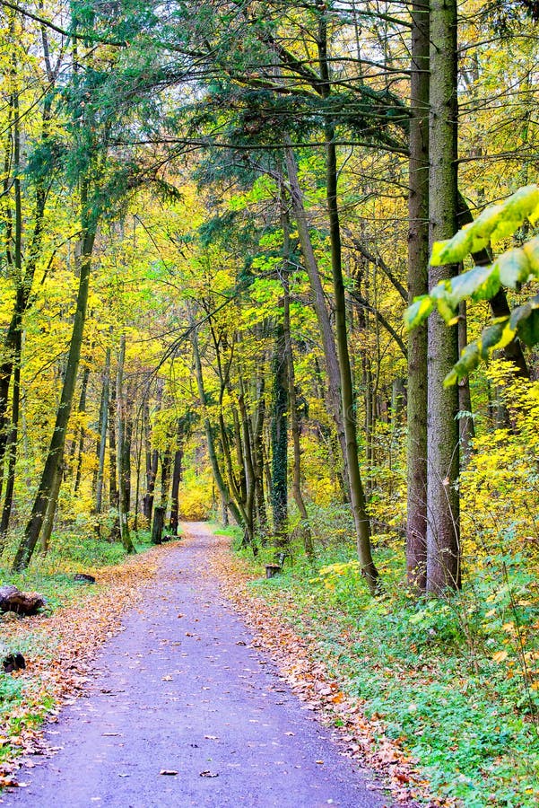 A Road in the Wood stock photo. Image of evergreen, lush - 79934476