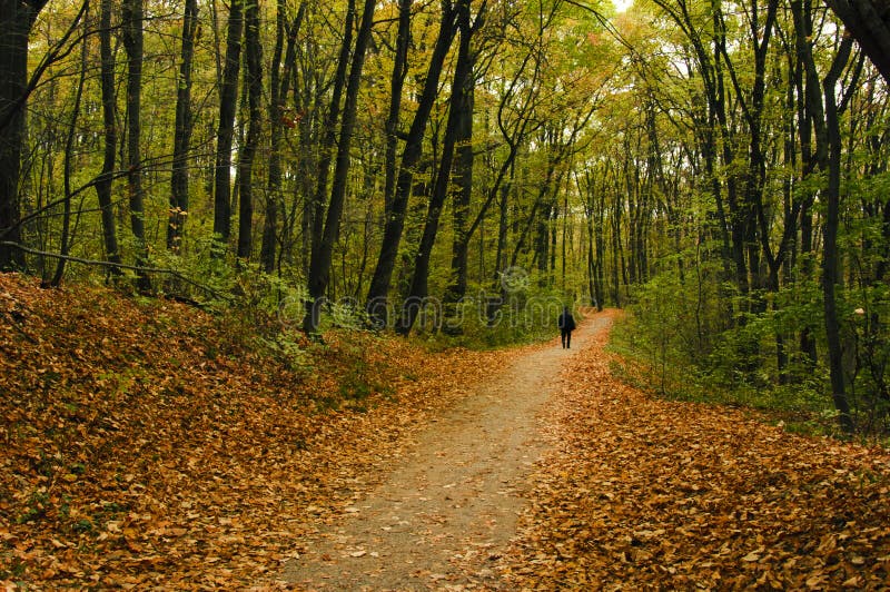 Road in wood stock image. Image of beauty, outdoor, branches - 34934943
