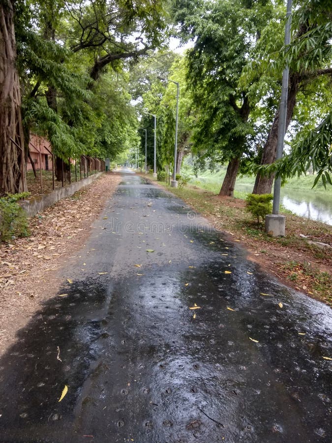Road through Wooden Trees, Natural Background Stock Photo - Image of ...