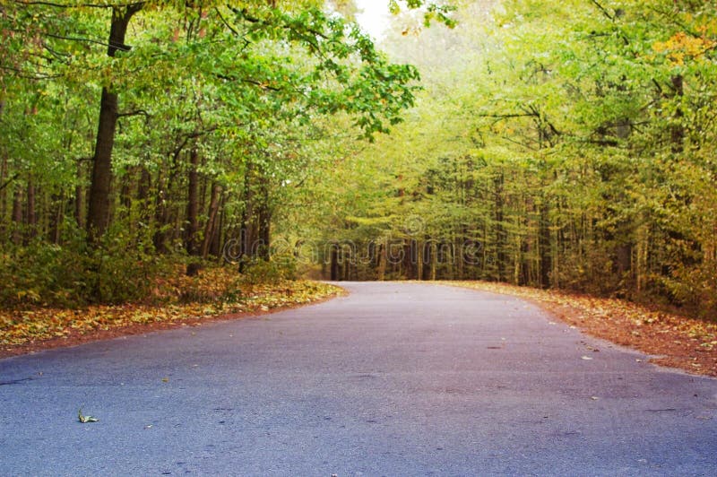 Road in the woods stock photo. Image of deciduous, sunlight - 60904604