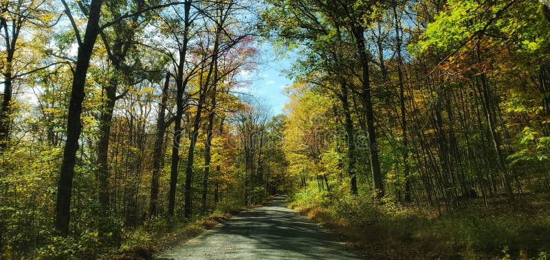 Road through the woods stock photo. Image of forest - 176739206