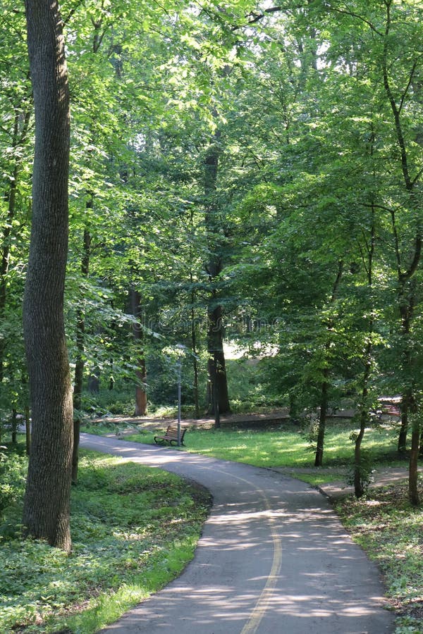 Road in the woods. stock image. Image of travel, season - 322366727