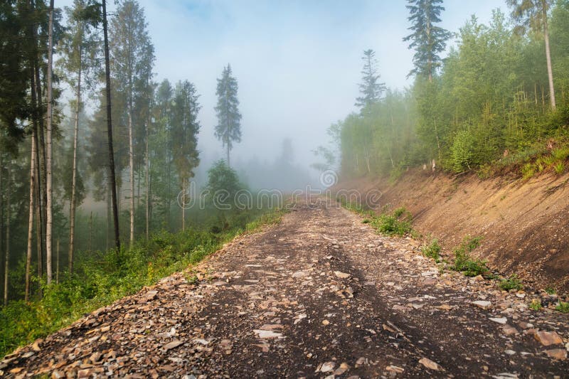 Road in the Woods. Trail Path in Woods Stock Image - Image of woods ...