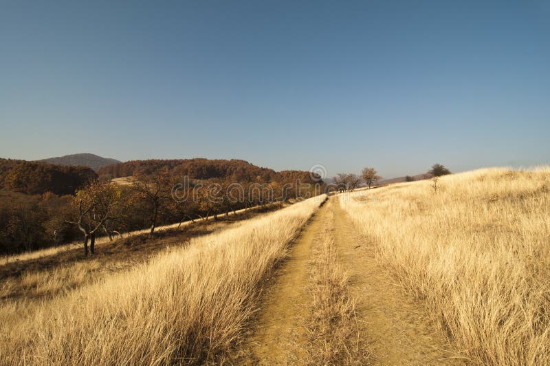 Road through Yellow Dry Grass with Woods Along Stock Photo - Image of ...