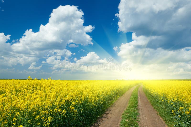 Road in Yellow Flower Field, Beautiful Spring Landscape Stock Image ...