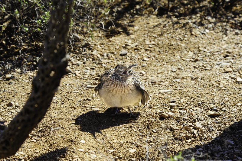 Roadrunner stock image. Image of beak, bird, angry, roadrunner - 19422251
