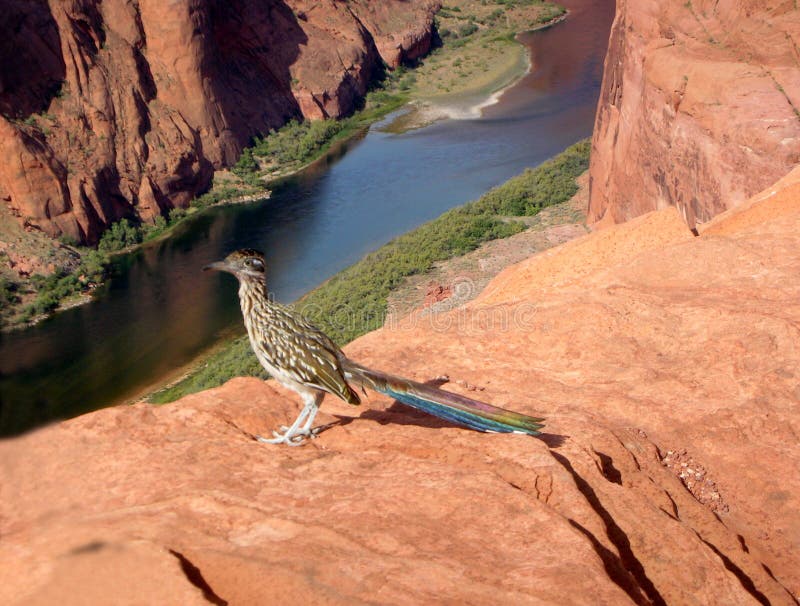 Roadrunner stock photo. Image of river, trail, wildlife - 3843718