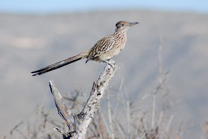 Roadrunner stock photo. Image of perched, beauty, shorebird - 7413286