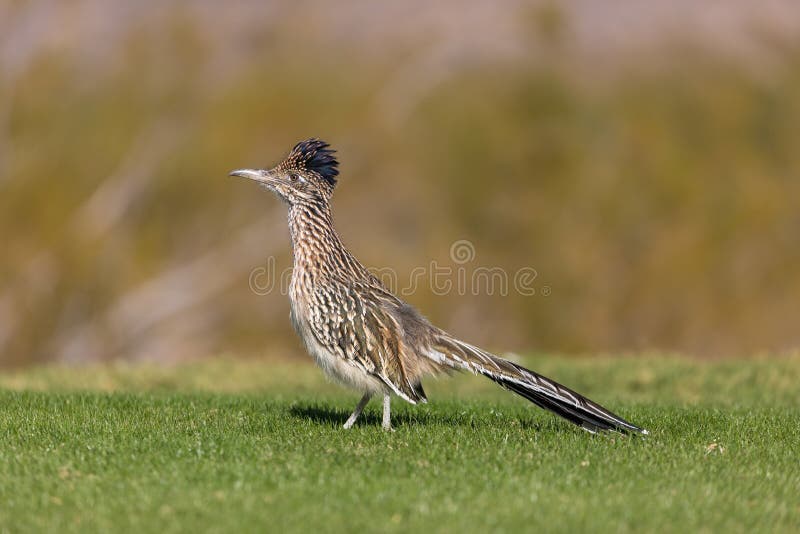 Roadrunner in Arizona stock image. Image of predator - 236832805