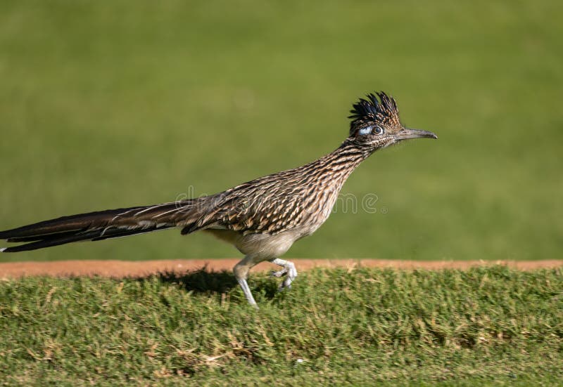 Cute Roadrunner in Green Grass in Arizona Stock Photo - Image of ...