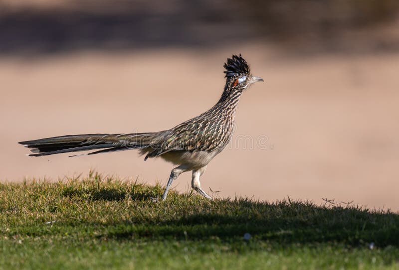 Cute Roadrunner in Arizona stock photo. Image of avian - 236833092