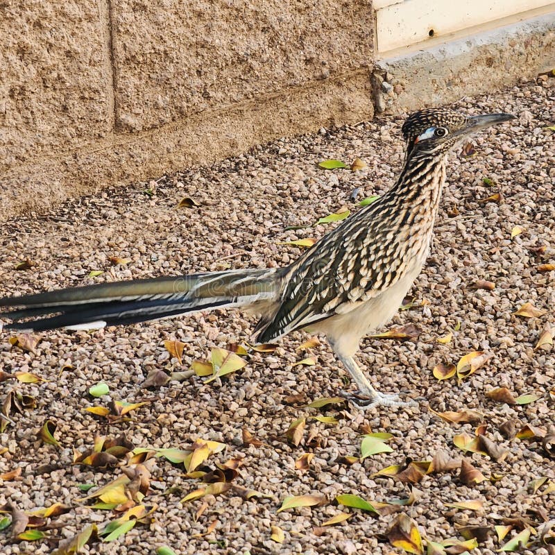 Roadrunner beep beep editorial photo. Image of roadrunner - 260750461
