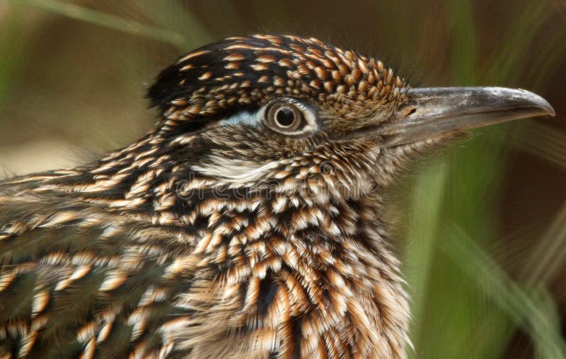 Road Runner stock image. Image of close, avian, road - 20863569